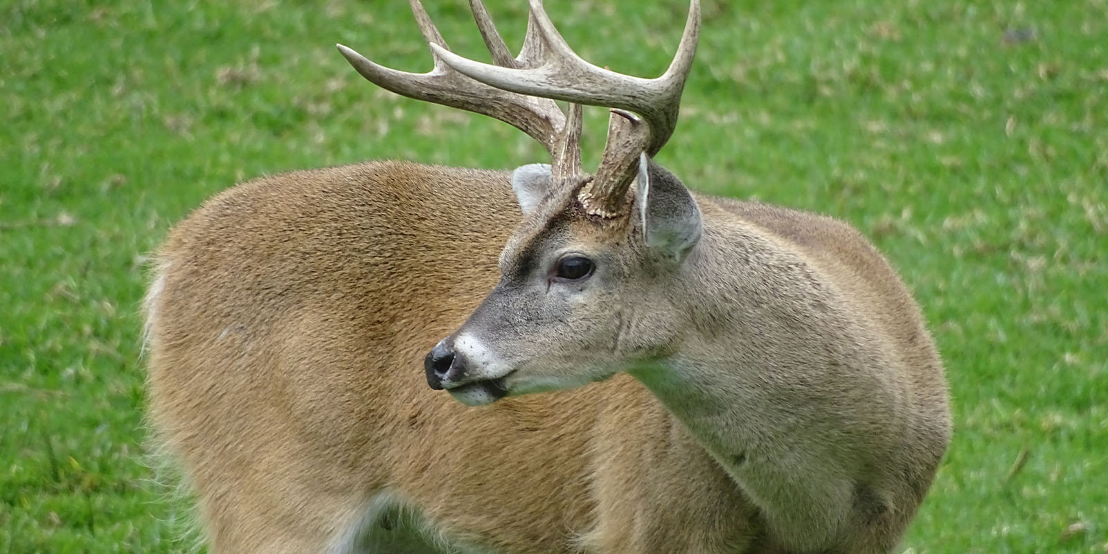 Big Mammals Conservation
